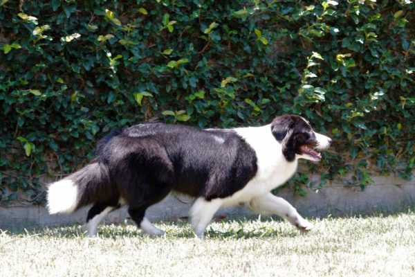 Família King border - King Border