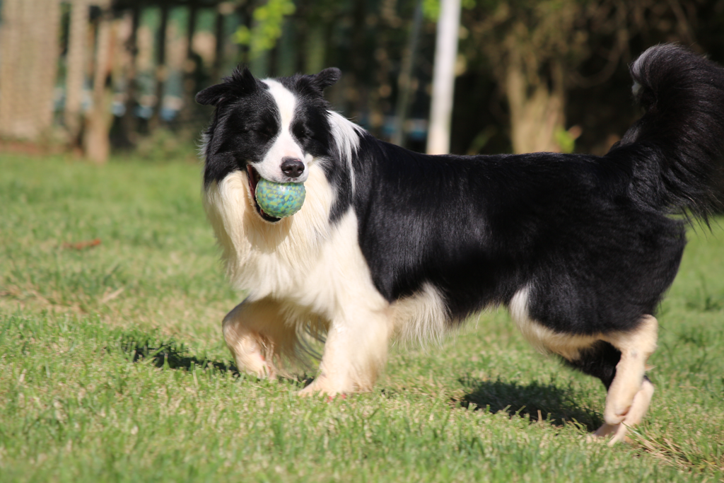 início - King Border